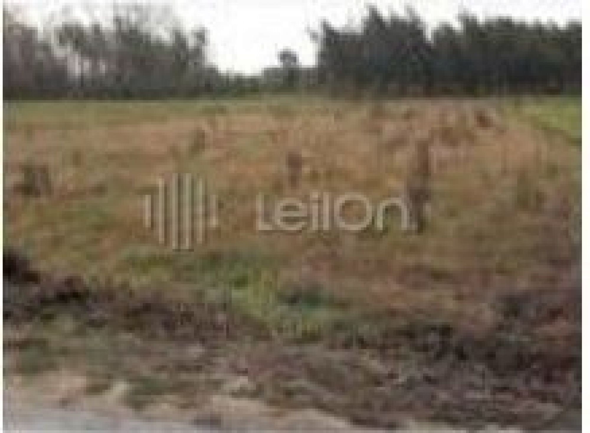 Leilão Presencial | LeilOn